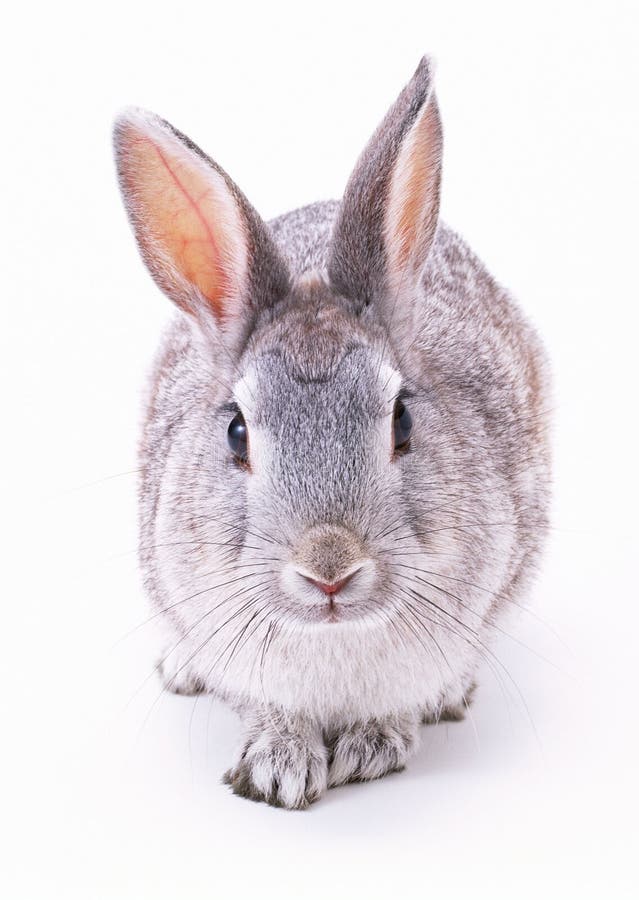 Rabbit muzzle stock photo. Image of close, life, curiosity - 16434922