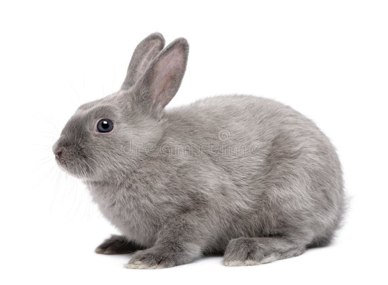 369,415 Rabbit Animados Stock Photos - Free & Royalty-Free Stock Photos ...