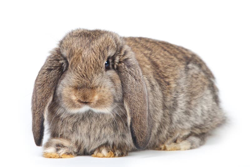 Rabbit on white stock photo. Image of cute, curiosity - 2084440