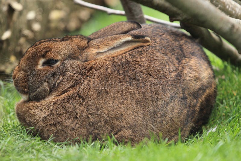 Grey rabbit stock photo. Image of grey, mammal, meadow - 24397862