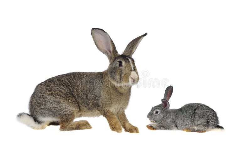 Grey rabbit stock photo. Image of wildlife, brothers - 26789026