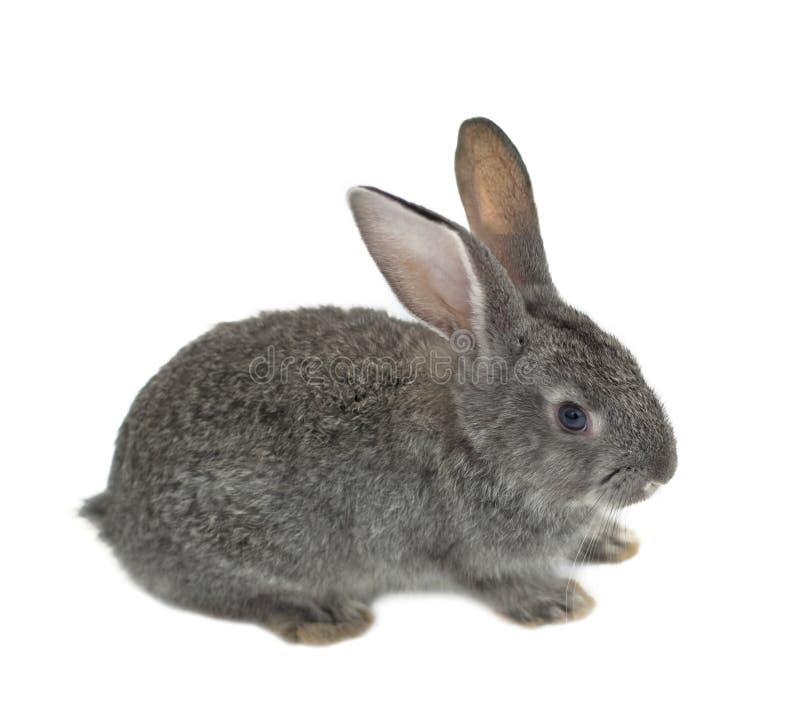 Grey big rabbit stock image. Image of grey, soft, wildlife - 13829481