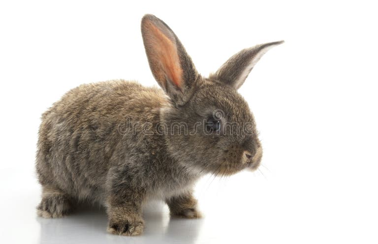 Grey Rabbit stock photo. Image of friendly, fluffy, mammal - 7902176