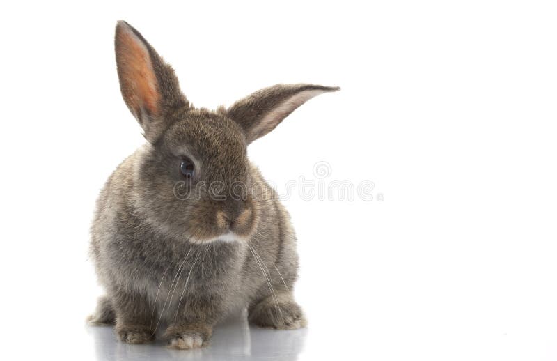 Grey big rabbit stock image. Image of grey, soft, wildlife - 13829481