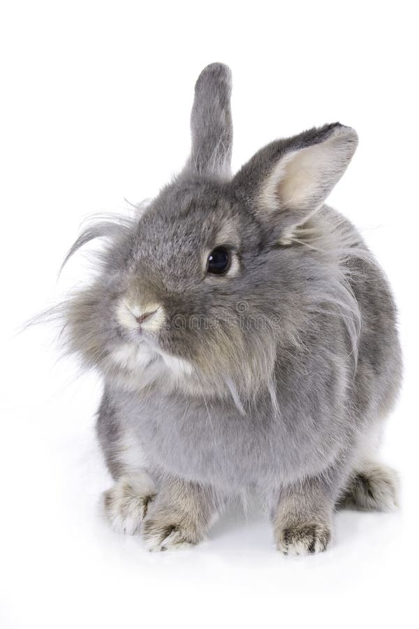 Grey rabbit stock image. Image of brown, looking, orange - 9828323