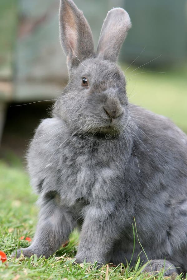 31+ Grey rabbit green grass Free Stock Photos - StockFreeImages