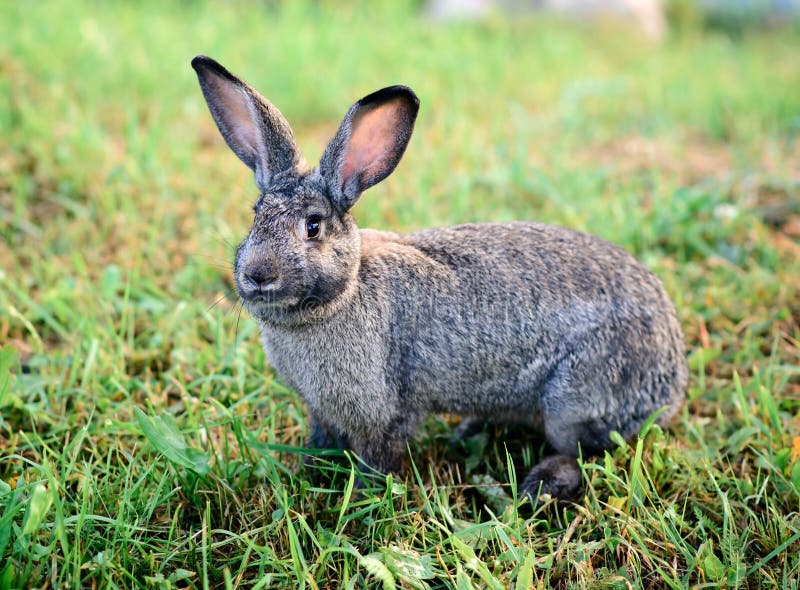 A Grey Rabbit with Big Ears Sits on the Grass Stock Photo - Image of ...