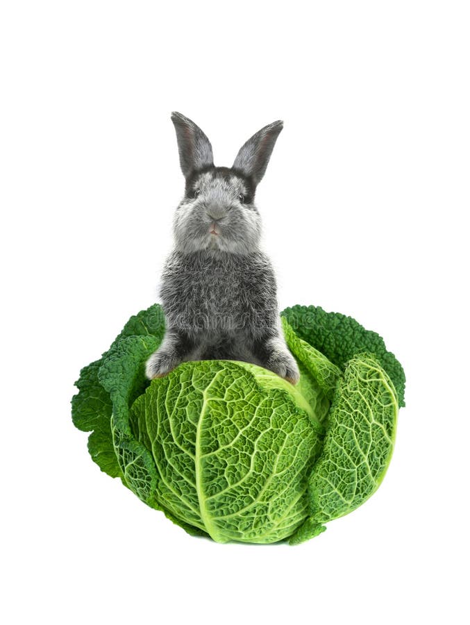 Grey rabbit with cabbage stock photo. Image of delightful - 273122584