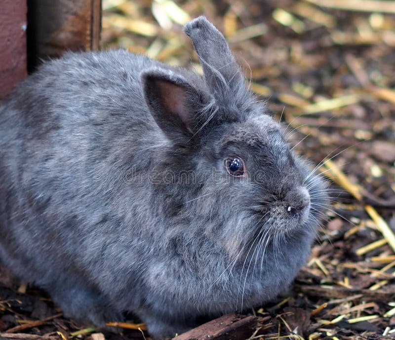 Grey Rabbit stock image. Image of mammal, dark, eyes - 42584079