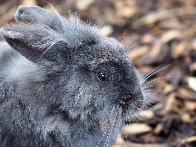 Domestic Rabbit Or Oryctolagus Cuniculus Stock Photo - Image of alberta ...