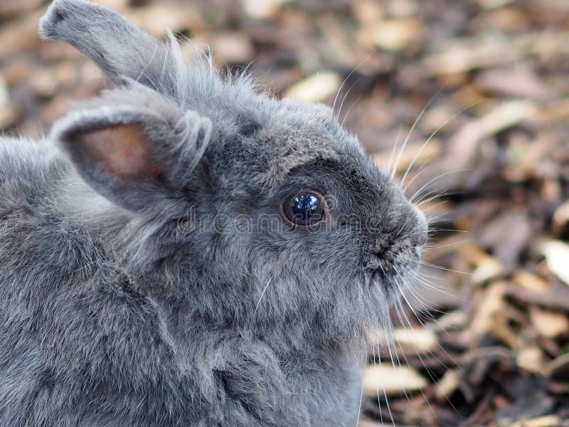 Grey Rabbit stock photo. Image of soft, whiskers, bunny - 42584624