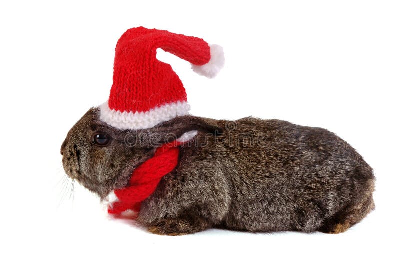 Grey Rabbit Dressed Like Santa Stock Image - Image of young, showing ...