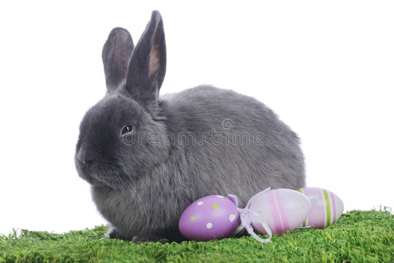 Grey Rabbit in Easter Decoration Stock Photo - Image of easter, grey ...