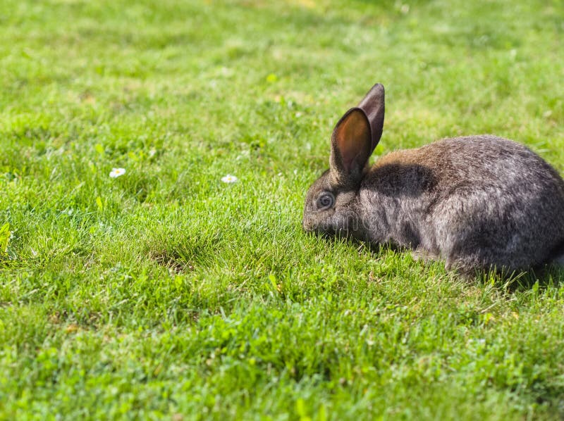 Grey Rabbit Eating Grass stock image. Image of beautiful - 327655987