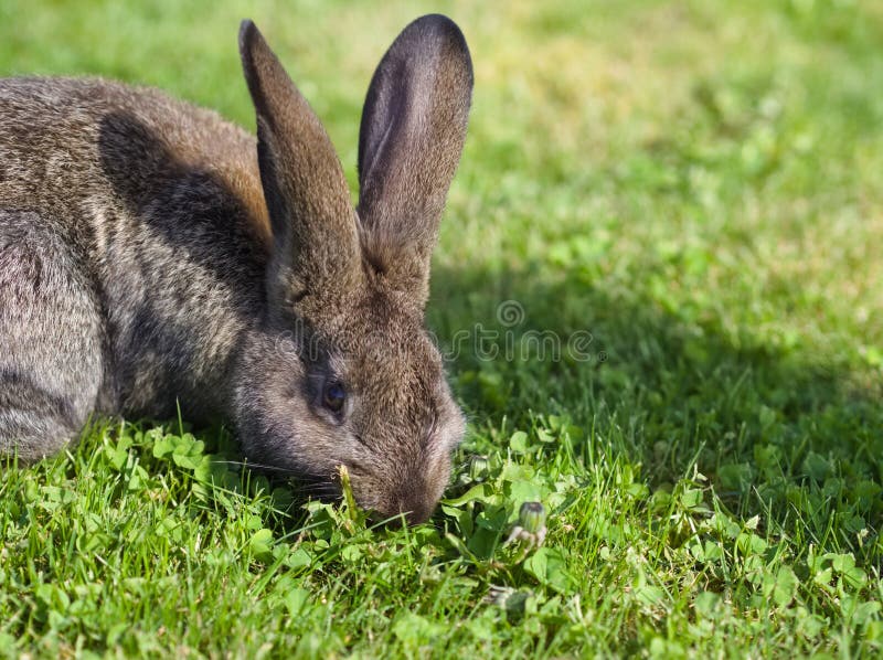 Grey Rabbit Eating Grass stock image. Image of beautiful - 327656033