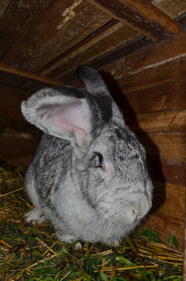 Grey Rabbit on a Farm in a Wooden Cage. Stock Image - Image of hair ...