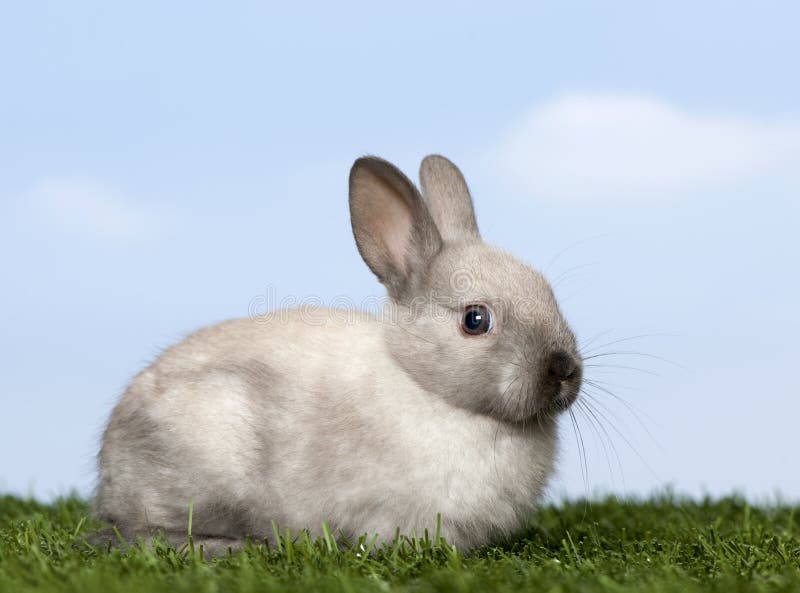 Grey Rabbit stock image. Image of shot, obedient, furry - 16407955