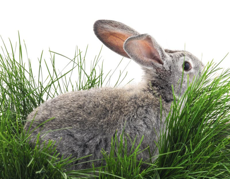 Grey big rabbit stock image. Image of young, camera - 137129675