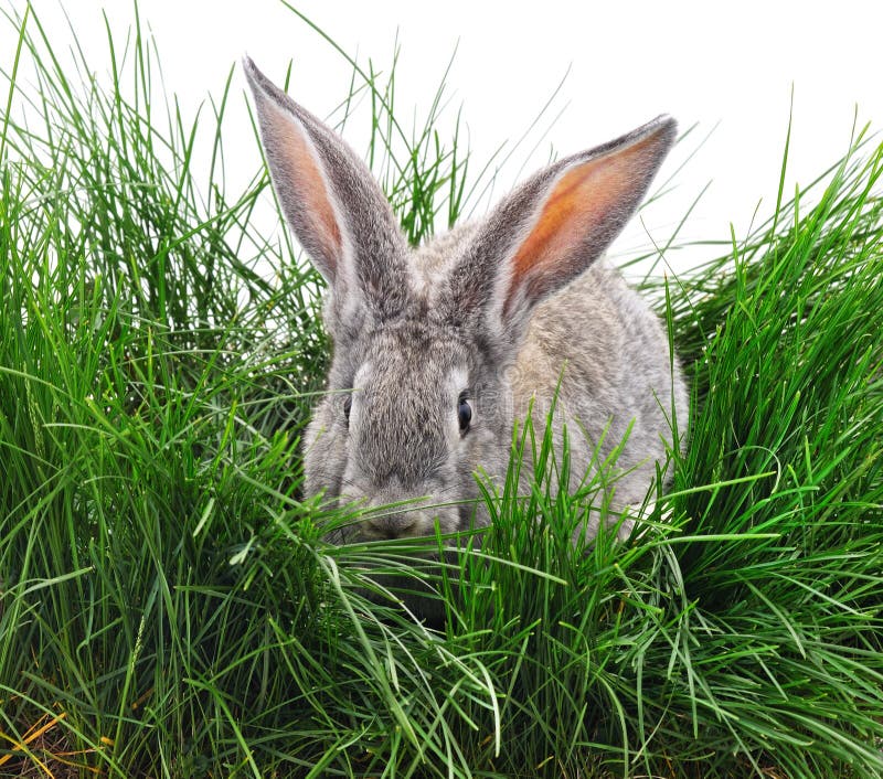 Rabbit in grass stock image. Image of ears, domestic, playful - 5061889