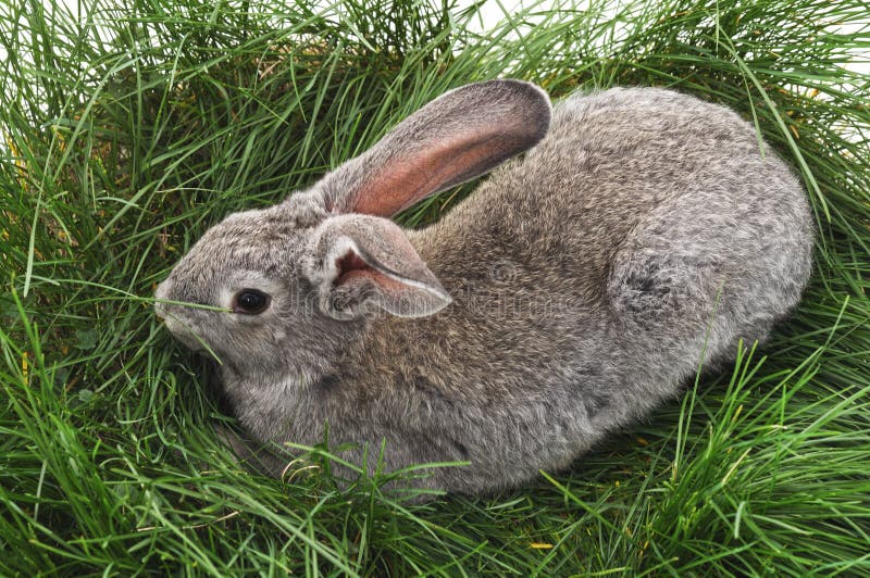 Grey big rabbit stock image. Image of young, camera - 137129675