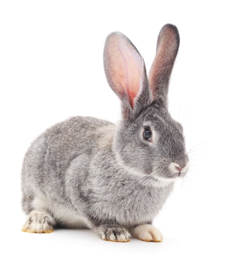 One gray rabbit. stock photo. Image of studio, tail - 101797954