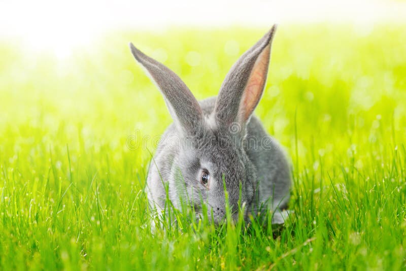 Grey rabbit in green grass stock photo. Image of nature - 41111796