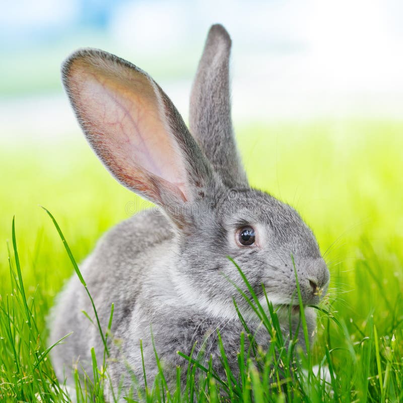 Gray Bunny Rabbit stock photo. Image of gray, cottontail - 12964748