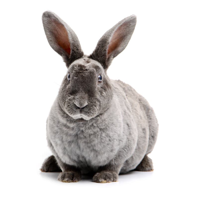 Grey rabbit stock image. Image of fluffy, farm, animal - 112934919