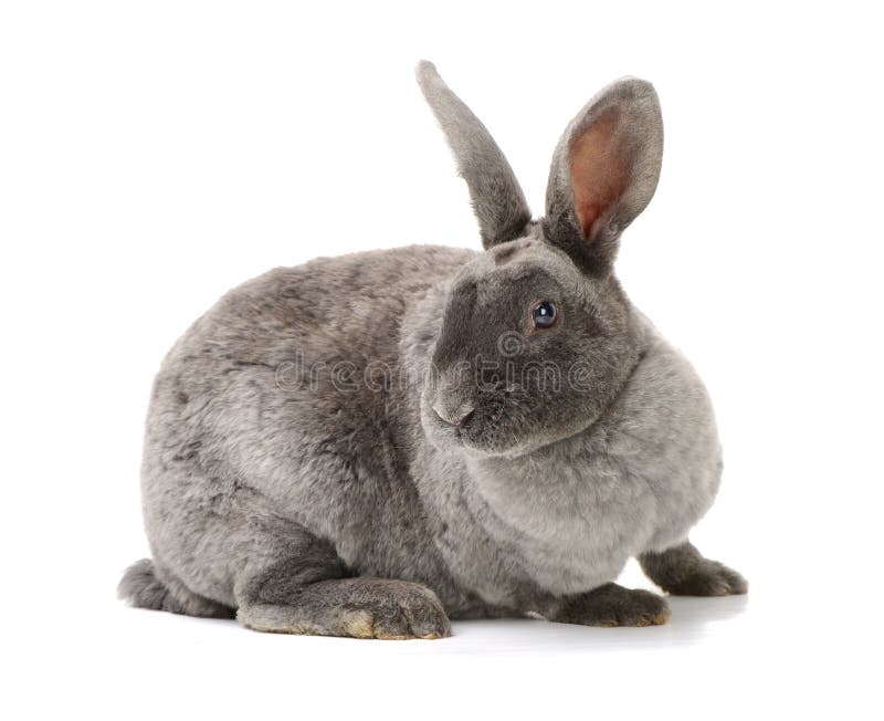 17,070 Grey Rabbit Stock Photos - Free & Royalty-Free Stock Photos from ...