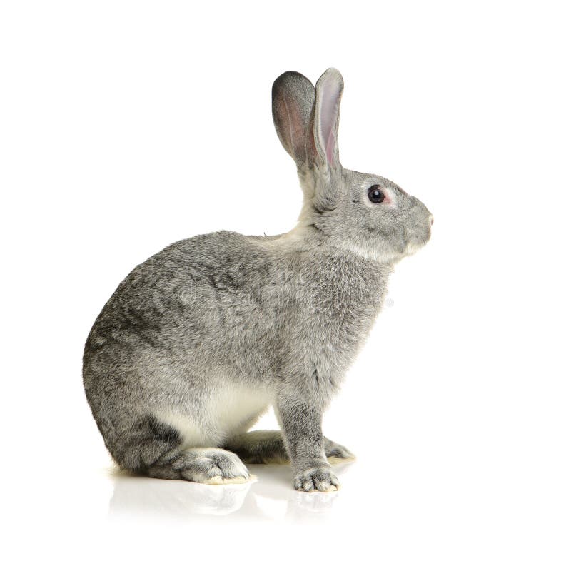 17,070 Grey Rabbit Stock Photos - Free & Royalty-Free Stock Photos from ...