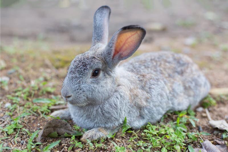 Grey Rabbit on ground stock image. Image of furry, green - 77509747