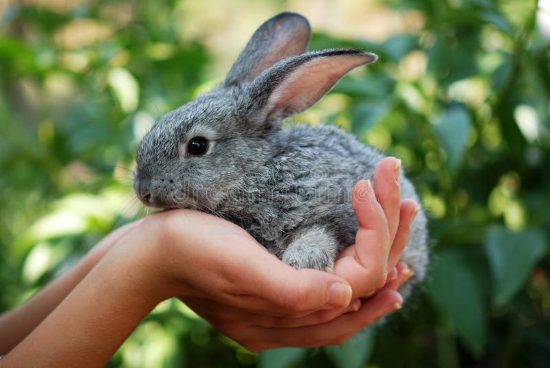 Grey rabbit in hand stock image. Image of gray, baby, cute - 6022357
