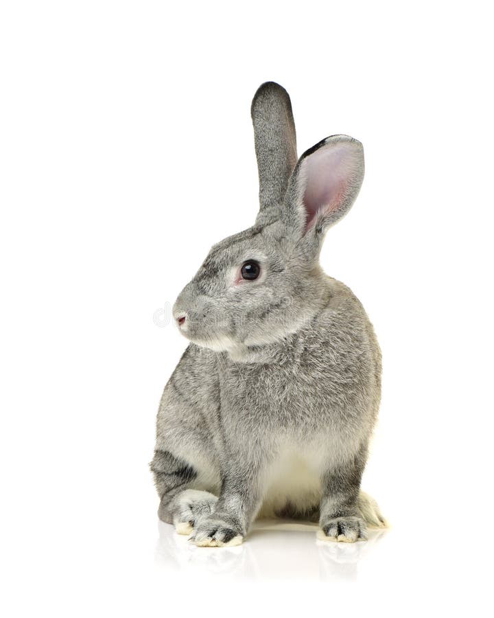 Grey rabbit stock photo. Image of gray, love, young - 109189604