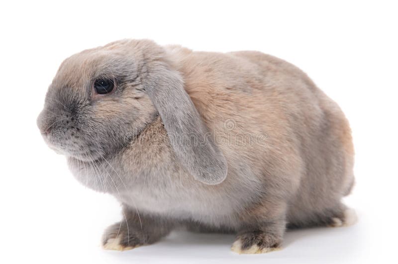 Long eared rabbit stock photo. Image of lagomorpha, looks - 28755234