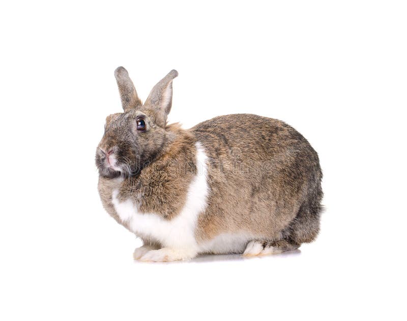 Grey Rabbit, Isolated on White Background Stock Photo - Image of little ...