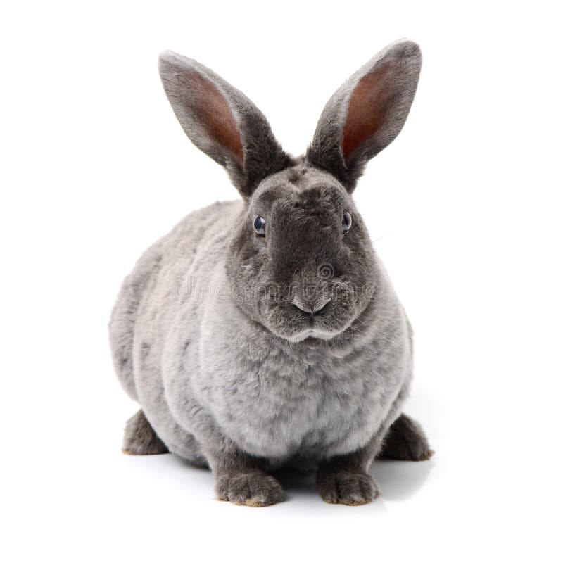 Grey rabbit stock photo. Image of nature, farm, love - 112934892