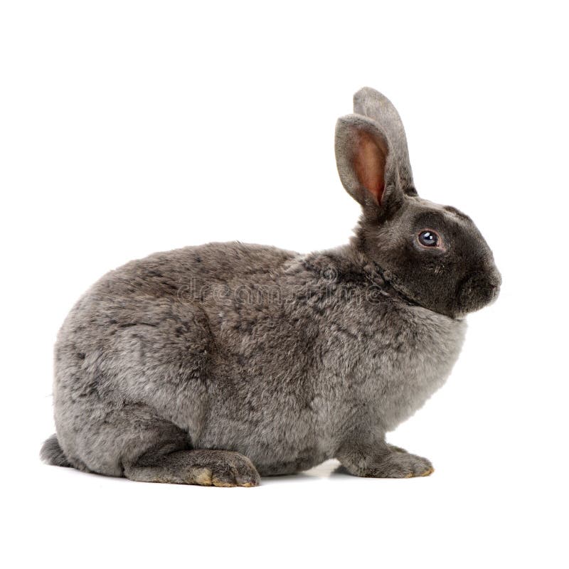Grey rabbit stock photo. Image of rabbit, reproduction - 112934956