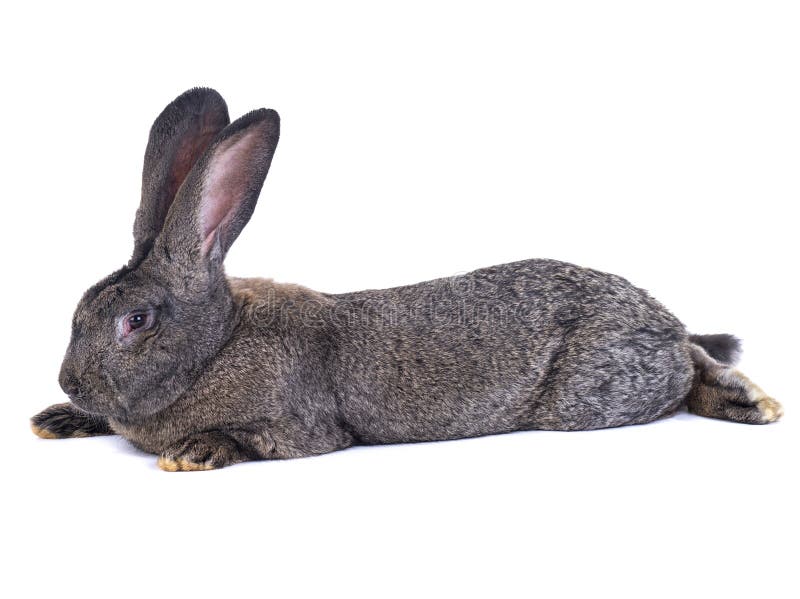 371 Big Grey Rabbit White Stock Photos - Free & Royalty-Free Stock ...