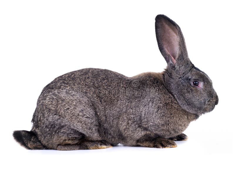 366 Big Grey Rabbit White Stock Photos - Free & Royalty-Free Stock ...