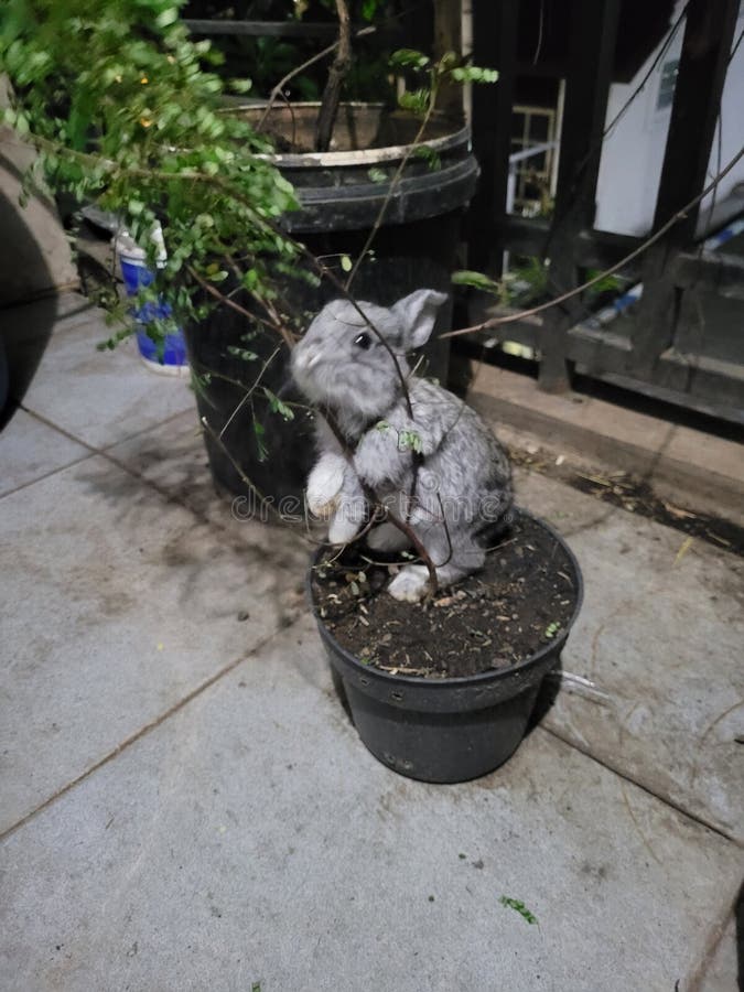 Grey Rabbit Played on Plant Pot Stock Image - Image of grey, played ...