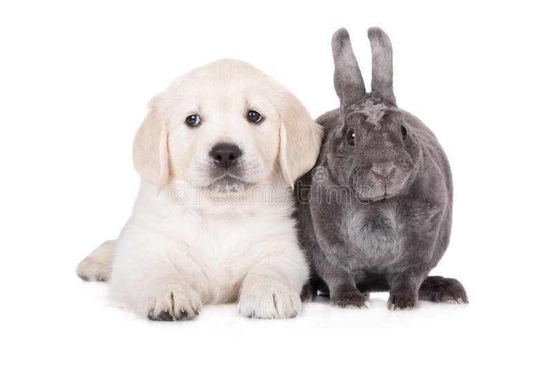 Grey Rabbit Posing with a Golden Retriever Puppy Stock Image - Image of ...