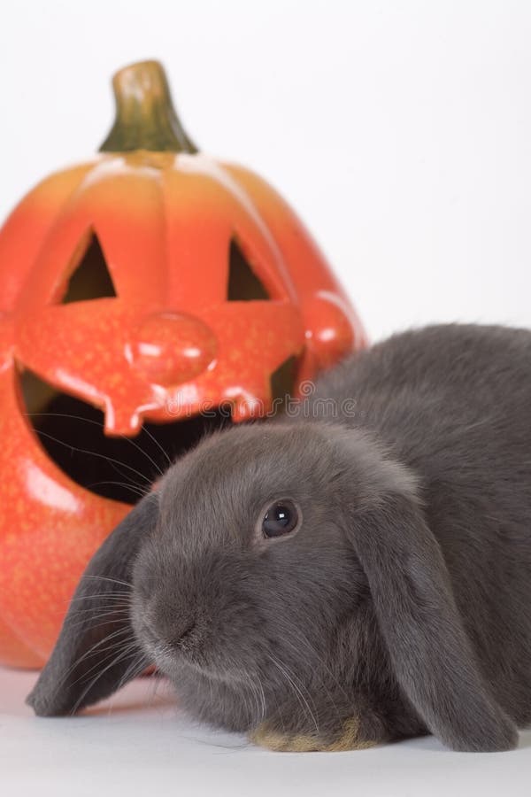 Two rabbit and a pumpkin stock photo. Image of adorable - 11414456