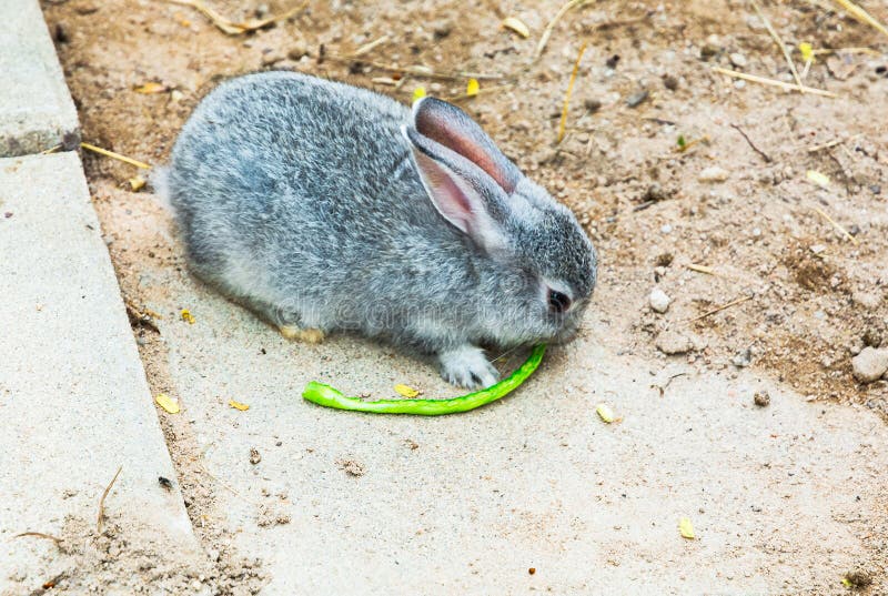 Grey Rabbit on Sand Yard in the Zoo, Thailand Stock Image - Image of ...
