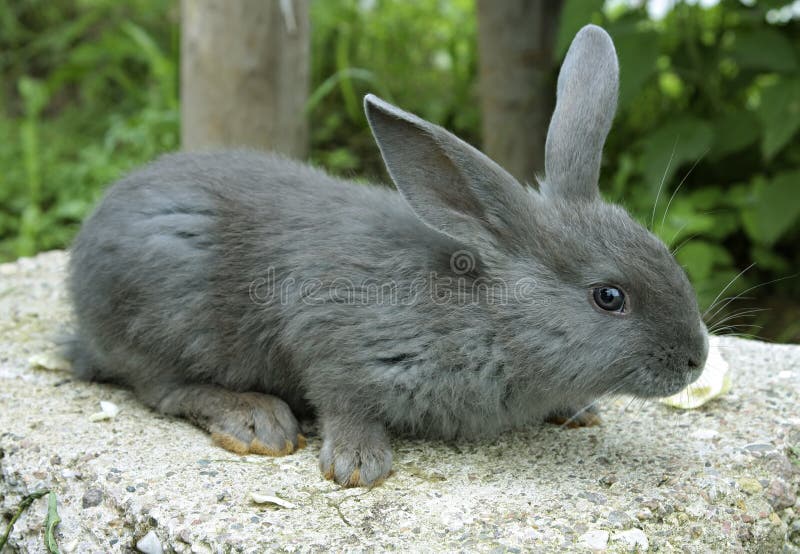 Grey rabbit stock photo. Image of easter, cottontail - 34150262