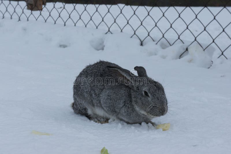 Rabbit Snow Stock Images - Download 3,204 Royalty Free Photos