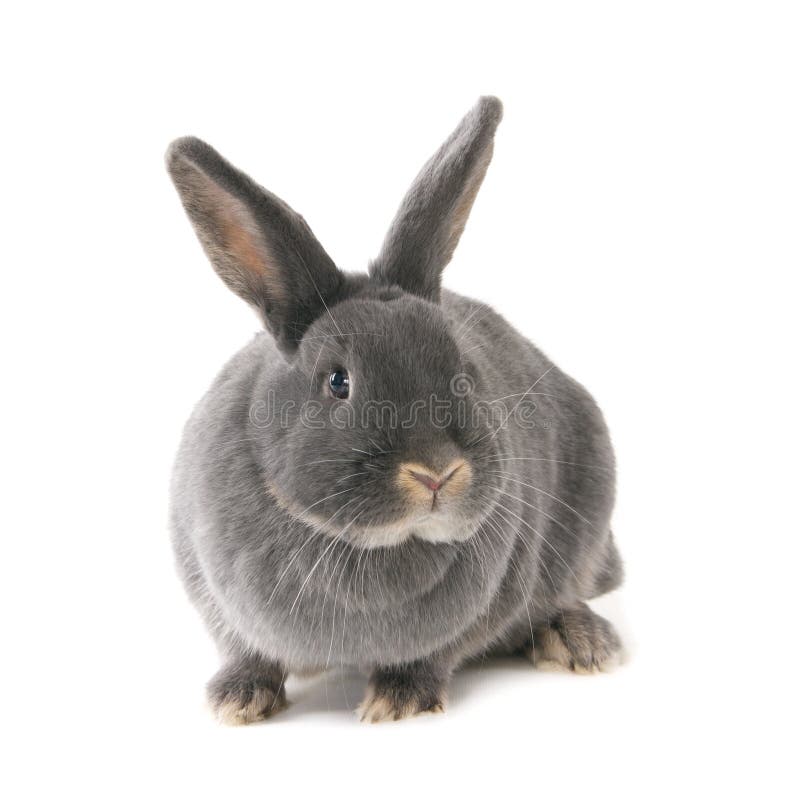 163 Pet Thank You Stock Photos - Free & Royalty-Free Stock Photos from ...