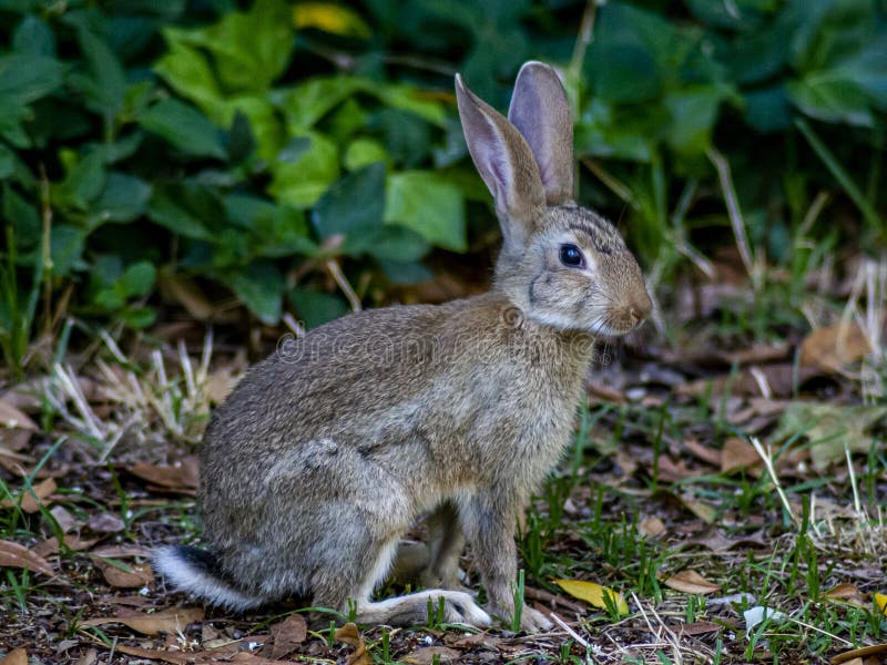 Grey Rabbit Standing on a Meadow Stock Photo - Image of meadow, fluffy ...