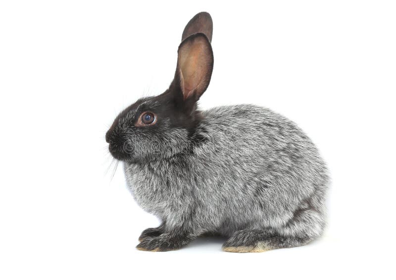 Grey big rabbit stock image. Image of grey, soft, wildlife - 13829481