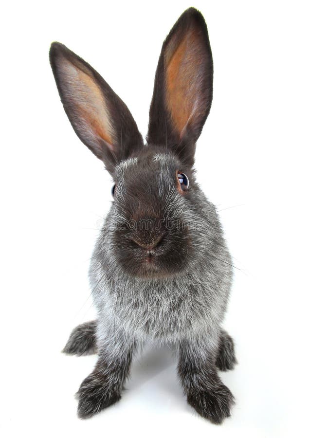 Grey big rabbit stock image. Image of grey, soft, wildlife - 13829481