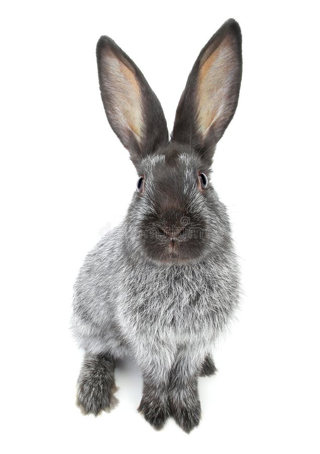 Grey big rabbit stock image. Image of grey, soft, wildlife - 13829481